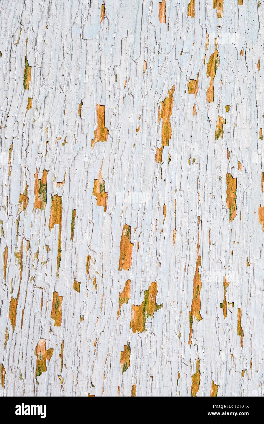 Wood texture background, natural tree Stock Photo - Alamy