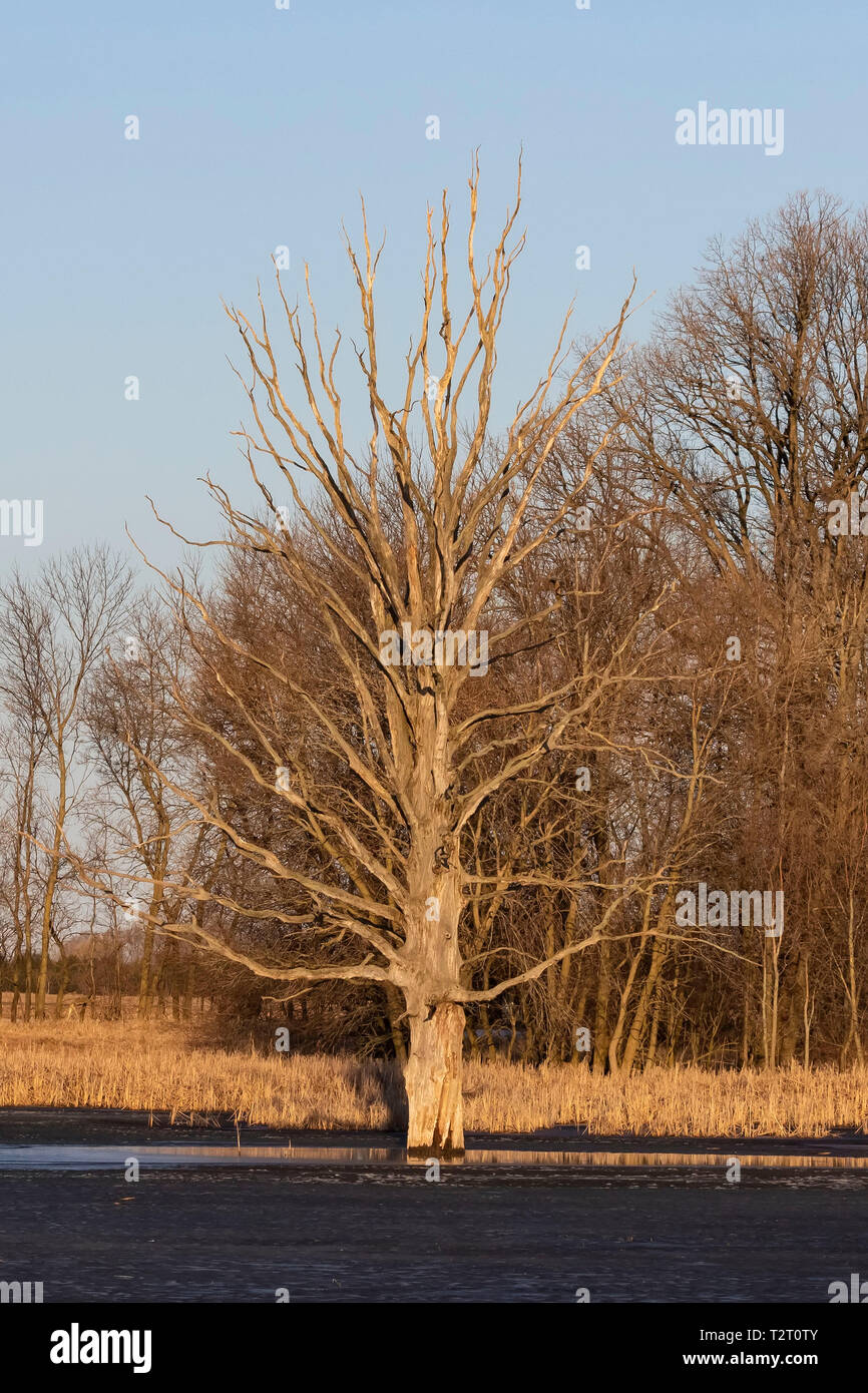 Water reservoir in the spring season , dead tree in the water Stock ...