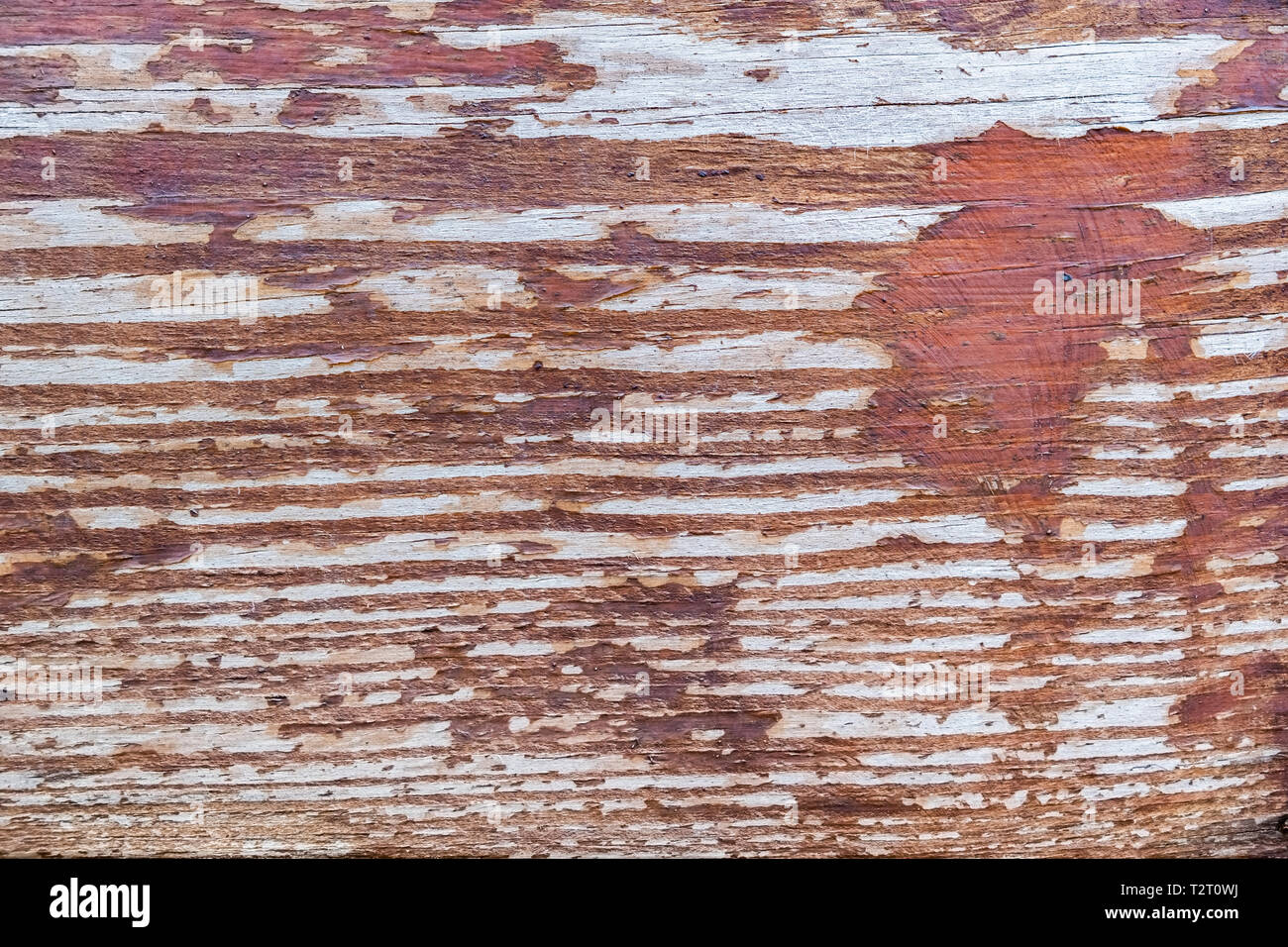 Wood texture background, natural tree Stock Photo - Alamy