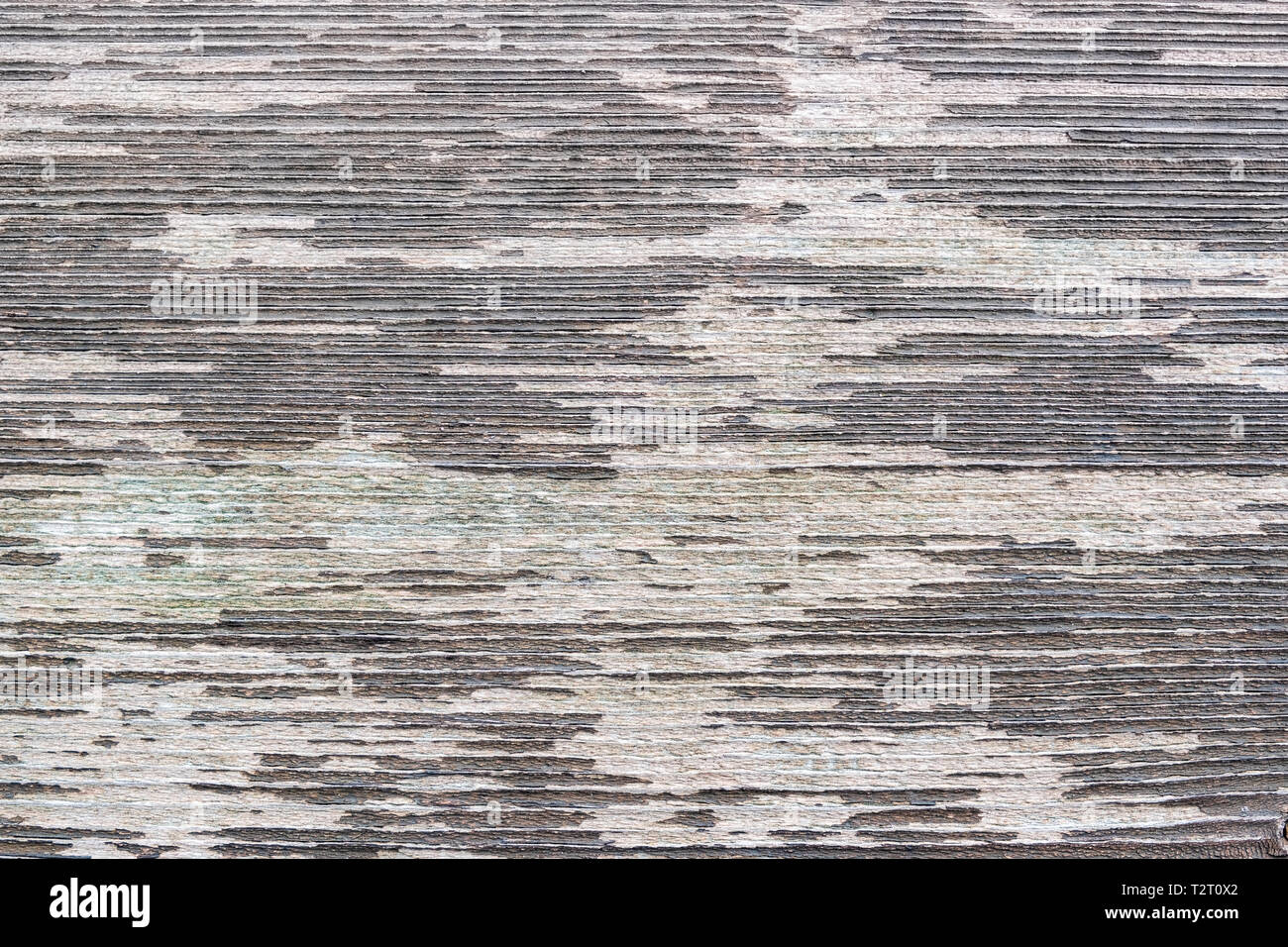 Wood texture background, natural tree Stock Photo - Alamy