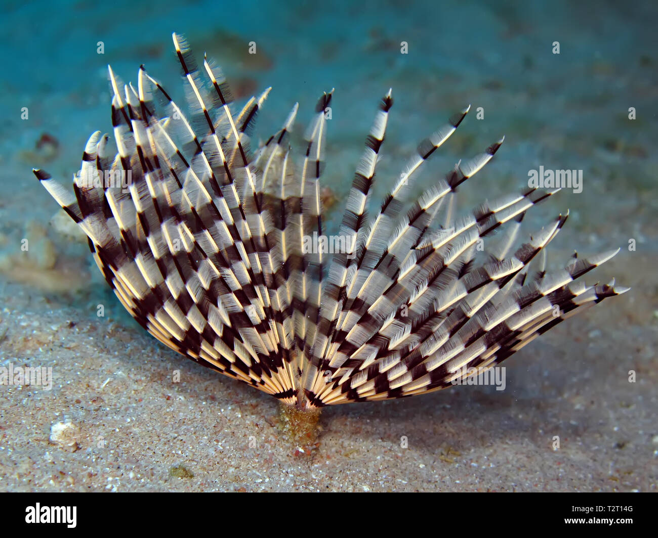 Fan worm filter hi-res stock photography and images - Alamy