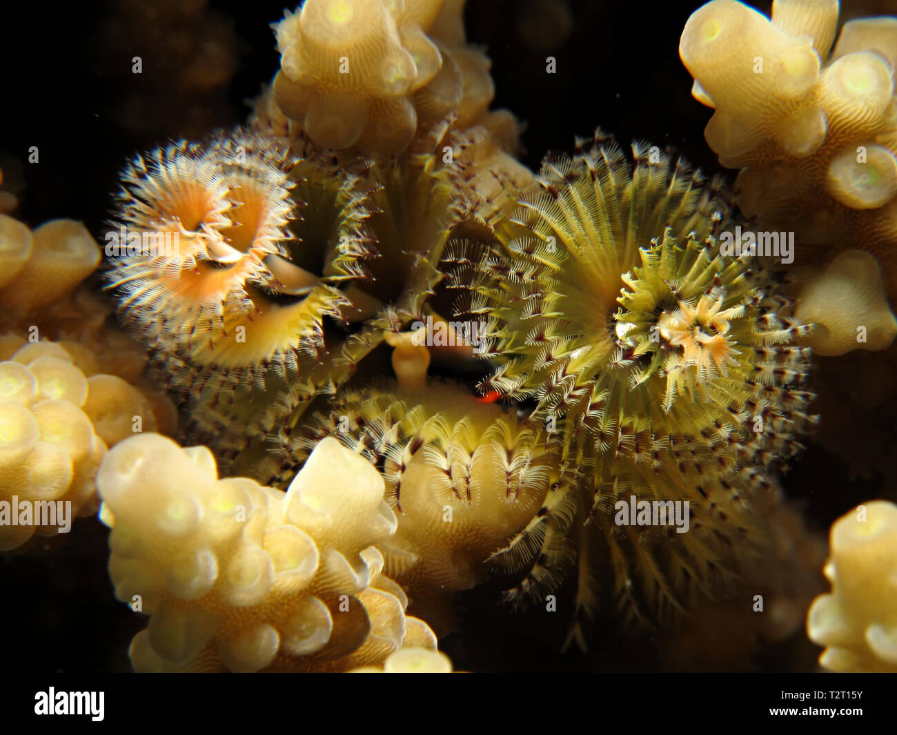Star horseshoe worm hi-res stock photography and images - Alamy