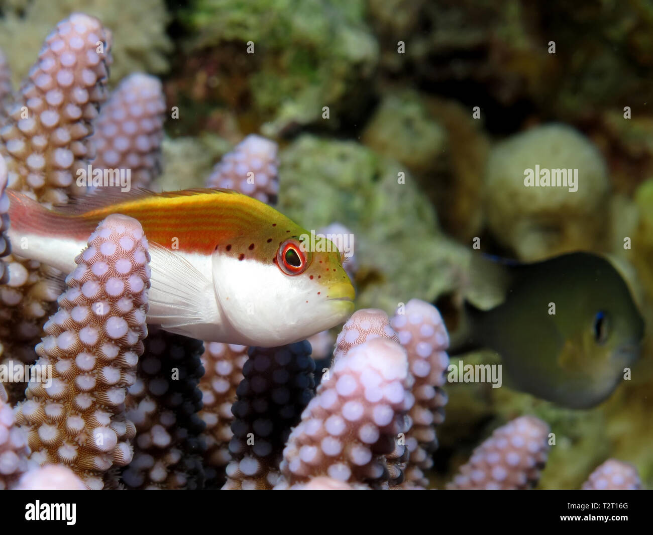 Black sided hawkfish freckled hi-res stock photography and images - Alamy