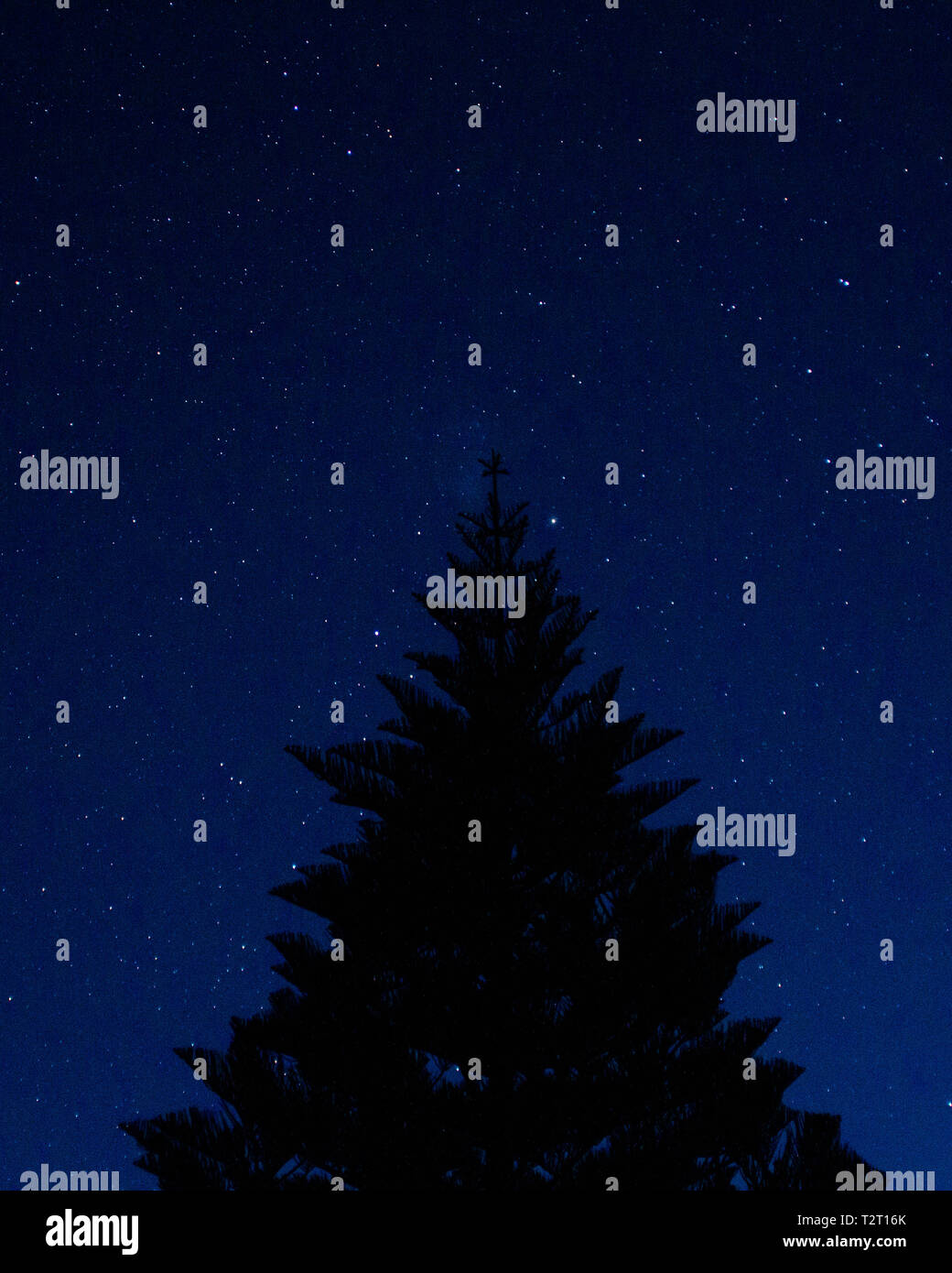 Pine tree stars hi-res stock photography and images - Alamy