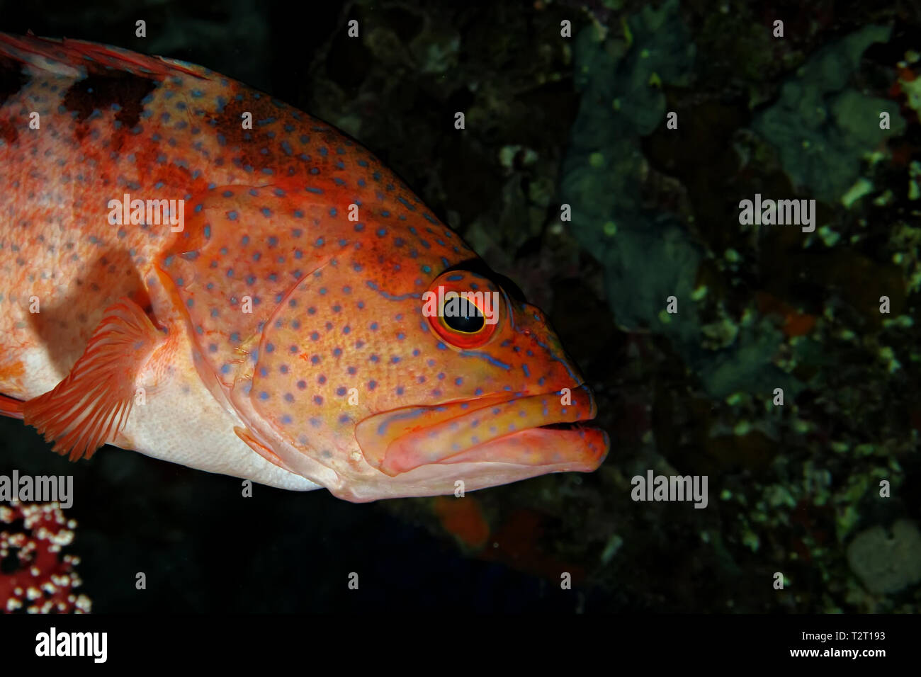 Lyretail grouper hi-res stock photography and images - Alamy