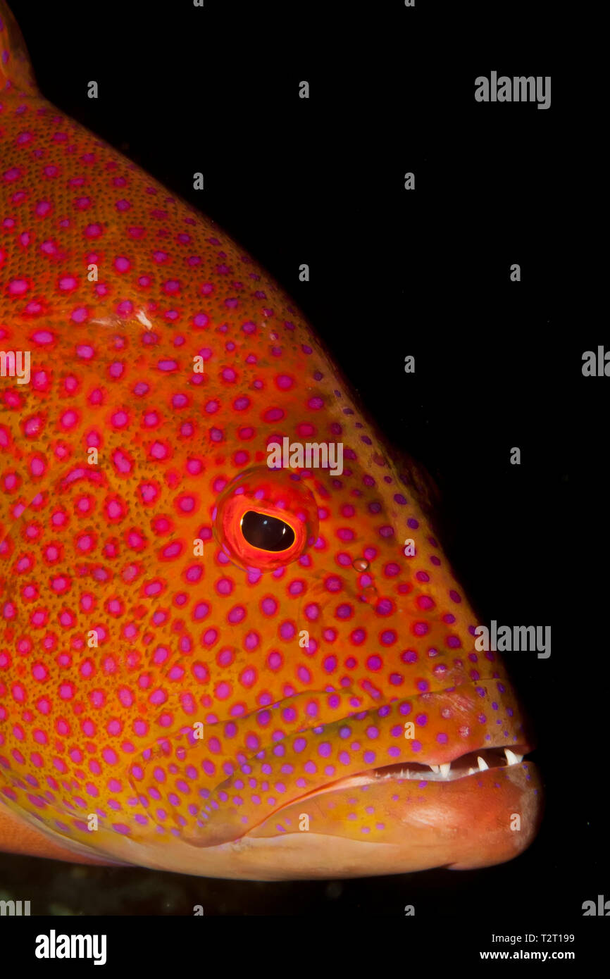 Lyretail grouper. (Variola louti)Taking in Red Sea, Egypt Stock Photo ...