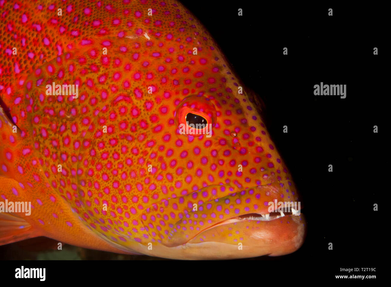 Lyretail grouper variola louti hi-res stock photography and images - Alamy