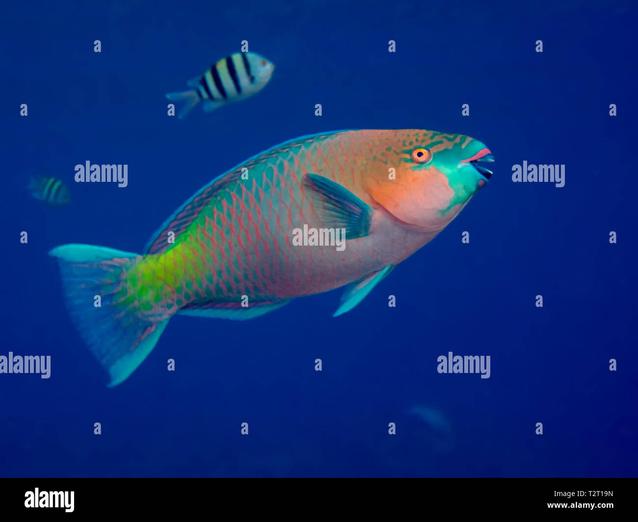 Bicolor parrotfish hi-res stock photography and images - Alamy