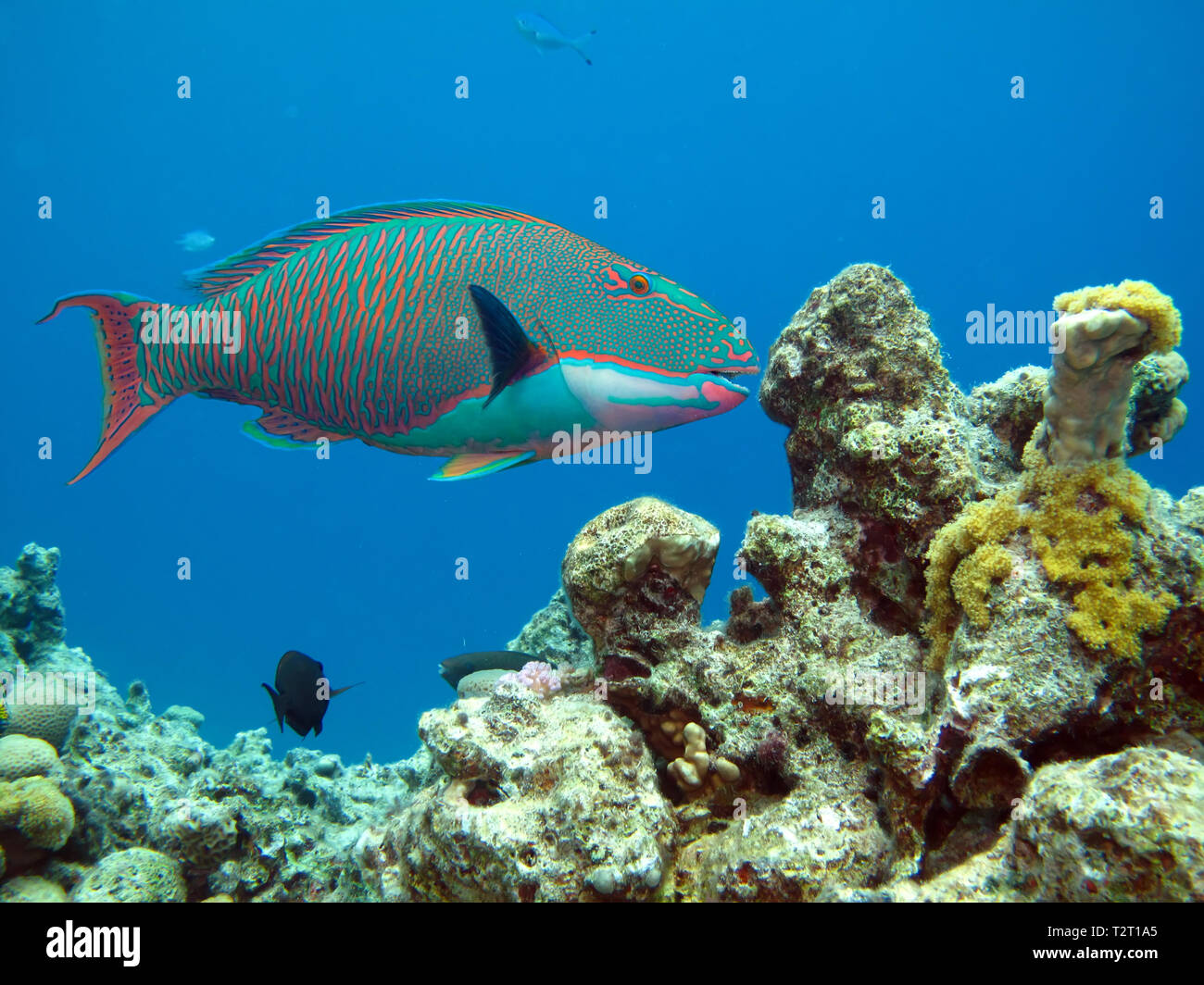 Bicolor parrotfish (Cetoscarus bicolor). Taken in Red Sea, Ehypt Stock ...