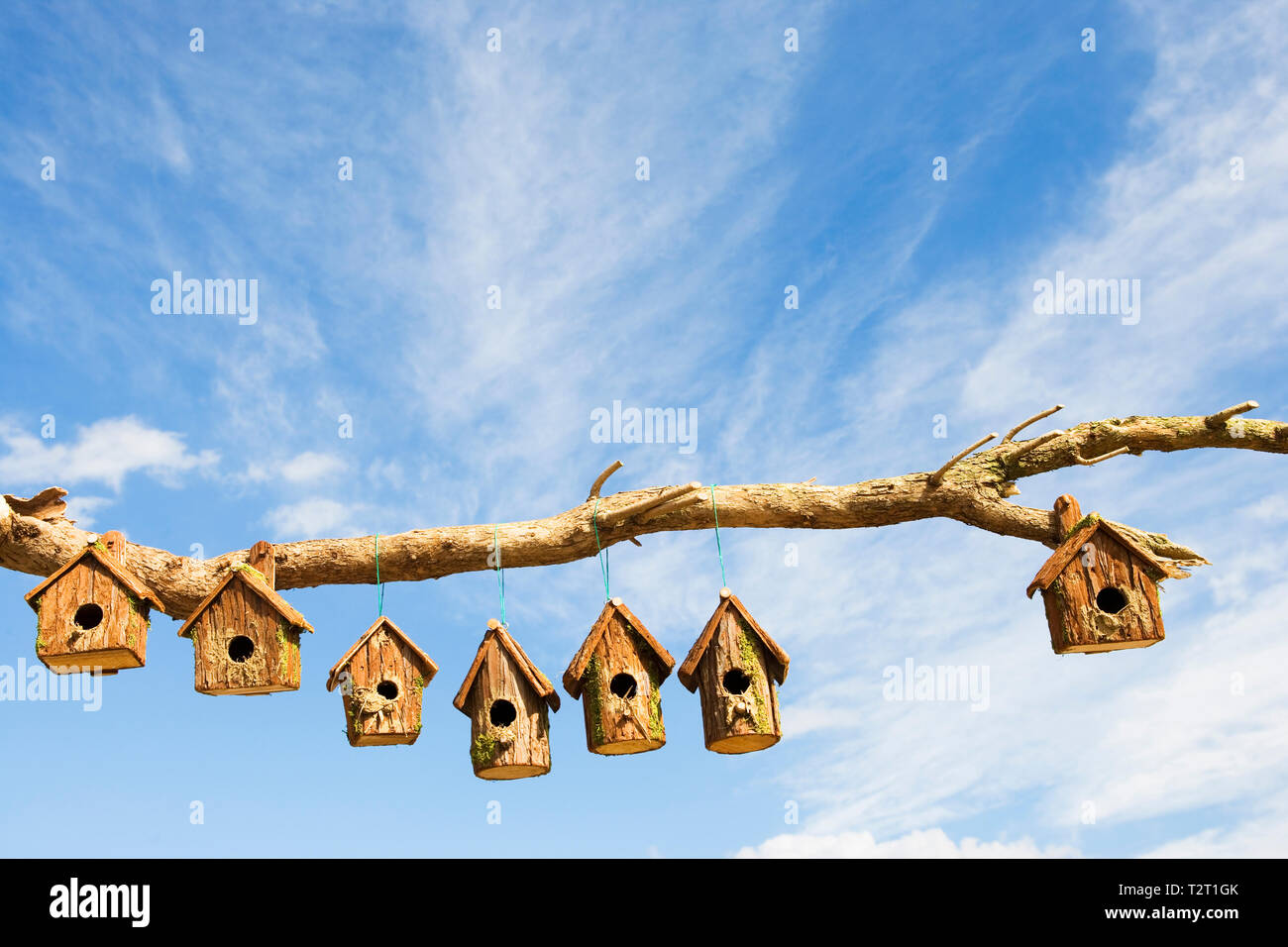 A row of wooden of bird boxes on a branch Stock Photo - Alamy