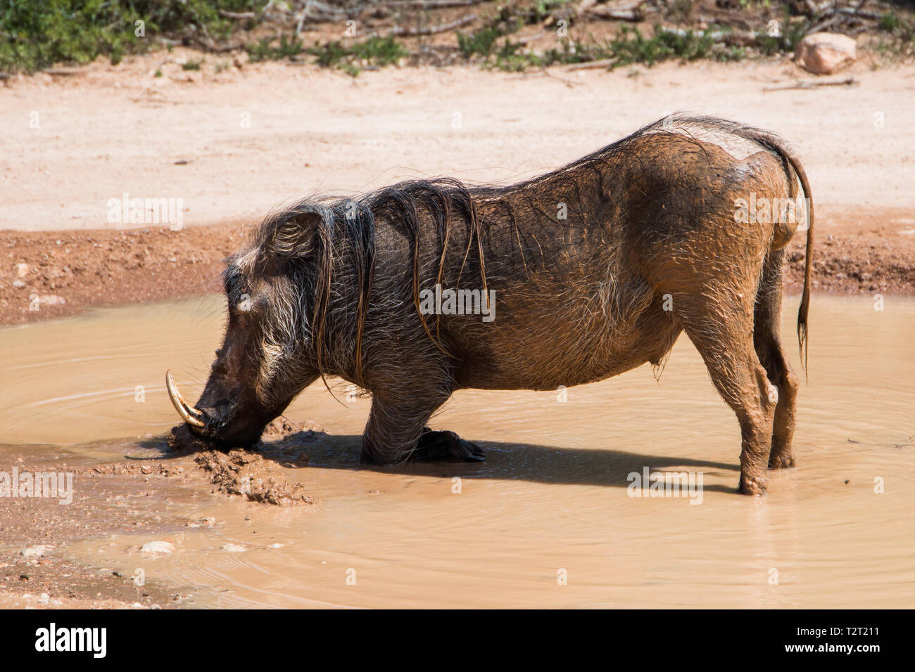 Animal in heat hi-res stock photography and images - Alamy