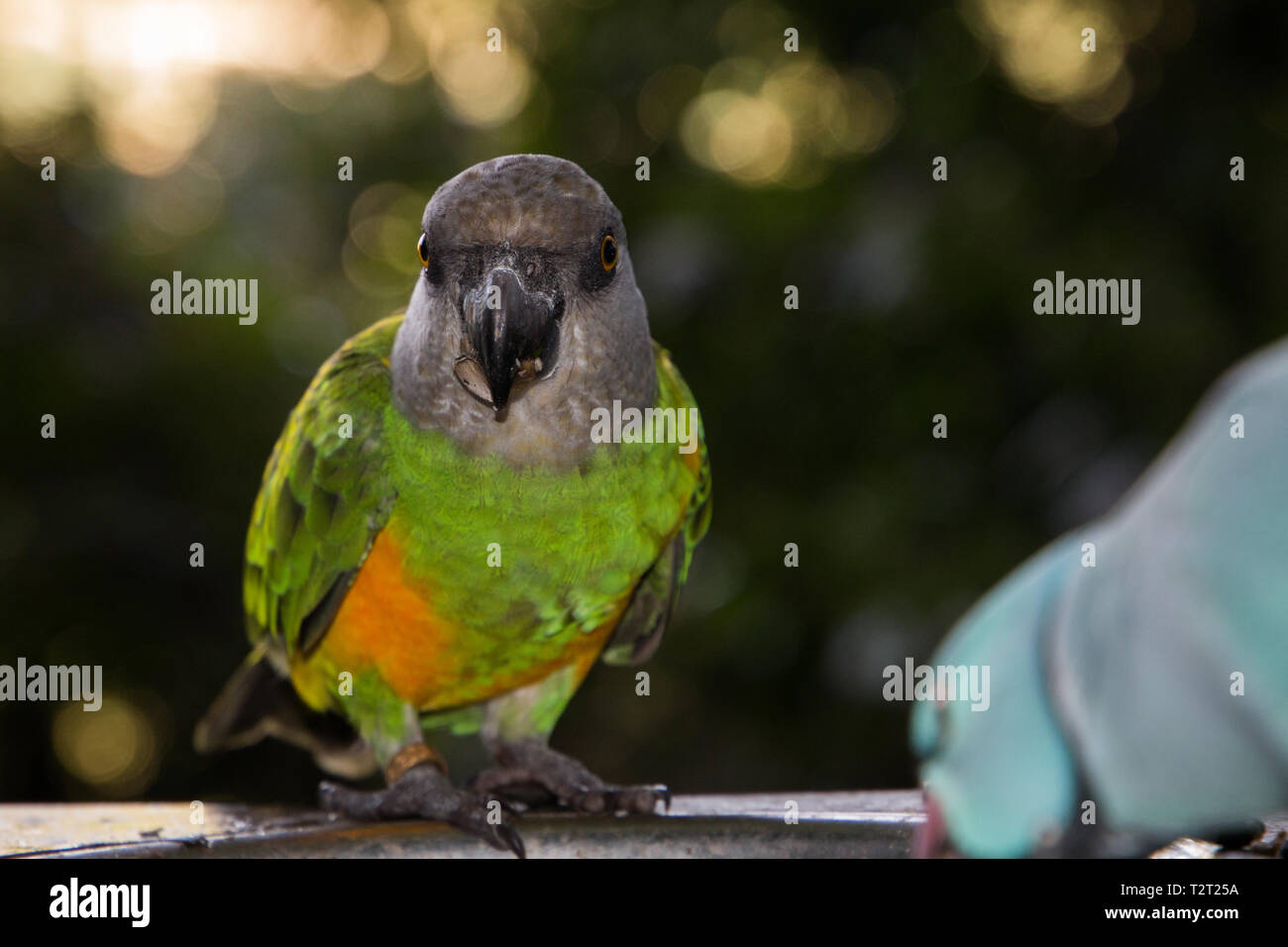 Grey With Green Parrot Head