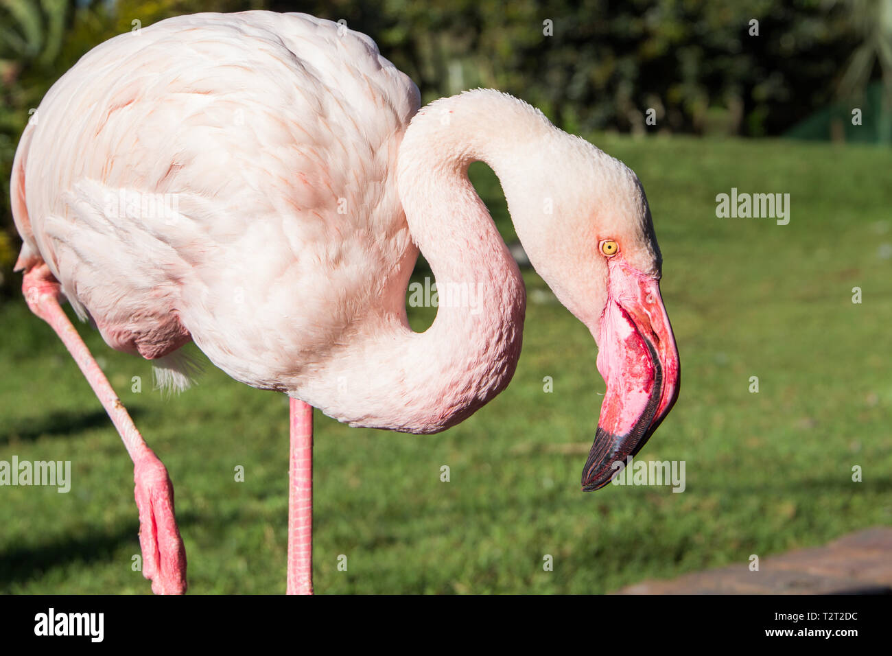 Greater Flamingo (Phoenicopterus roseus), pink bird with long legs and ...