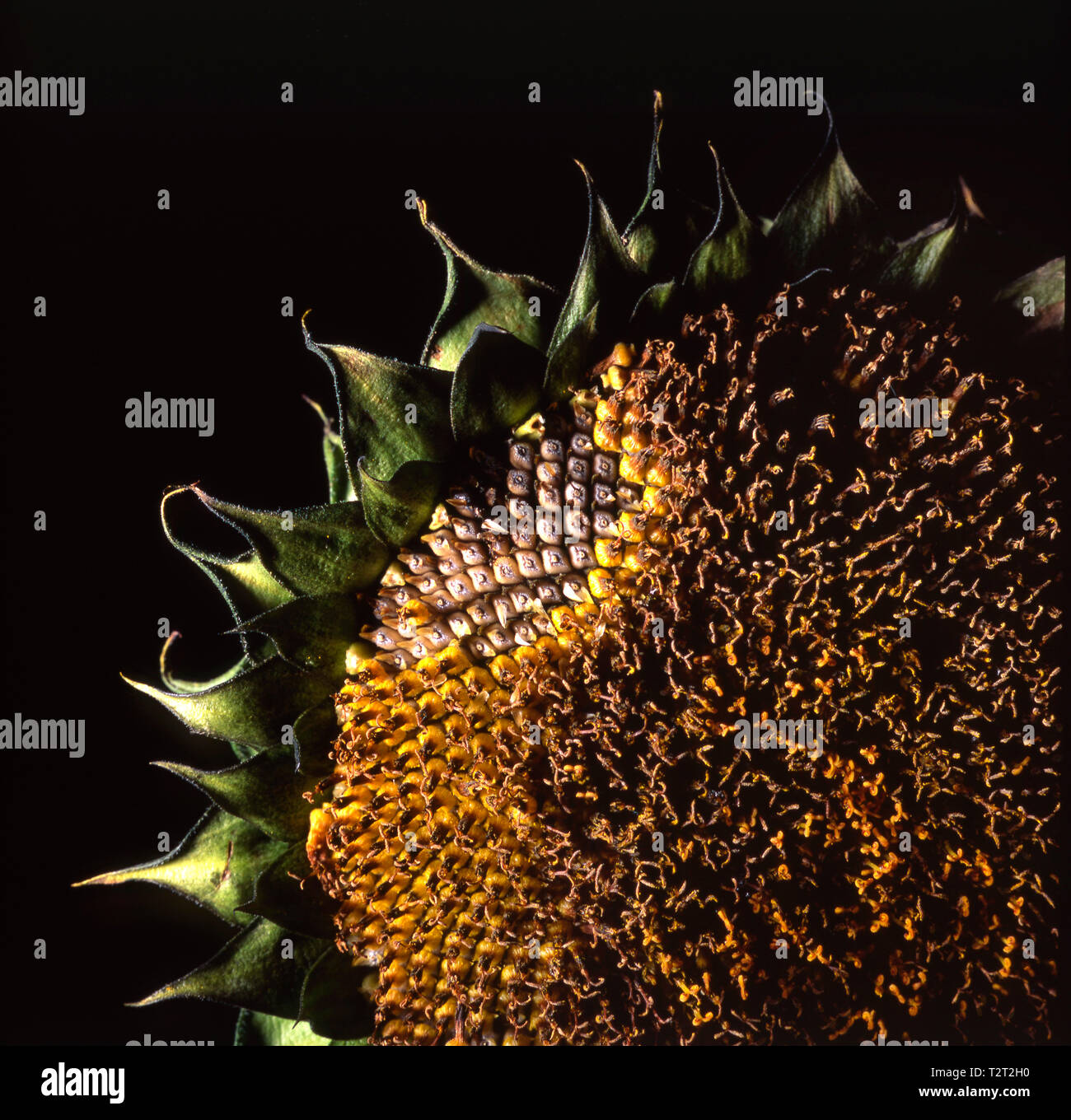 Sunflowers on a studio hi-res stock photography and images - Alamy