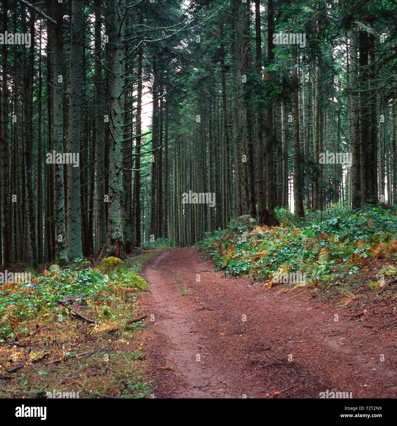 Fir trees and fern forest hi-res stock photography and images - Alamy