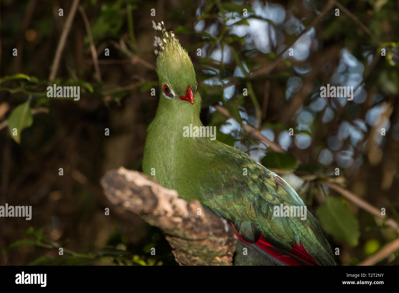 Livingstones Turaco (Mosambiekloerie), green bird long crest with white ...
