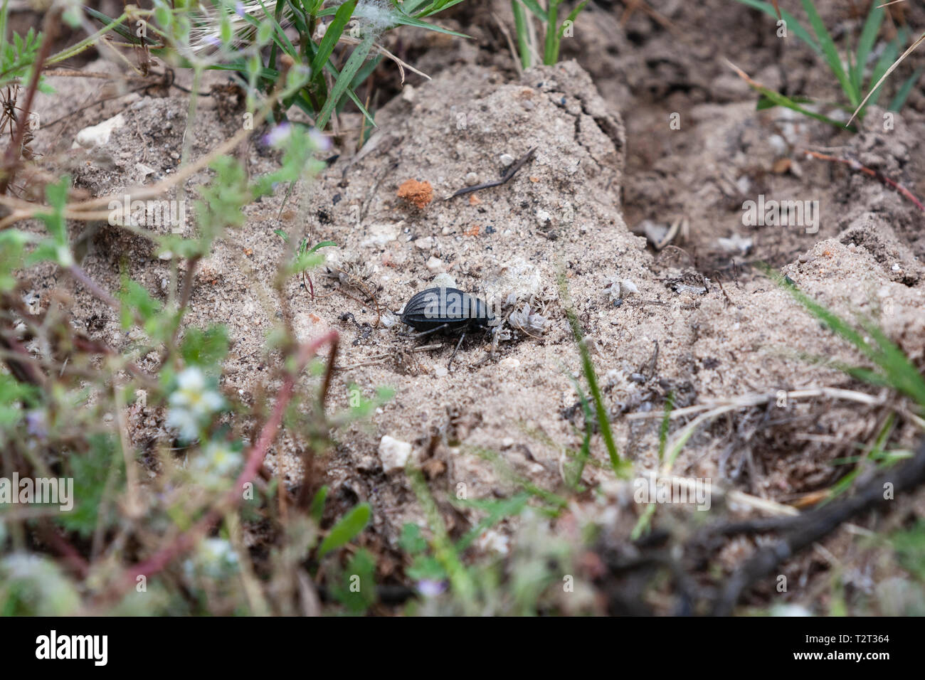 Dung beetle scarabaeus hi-res stock photography and images - Alamy