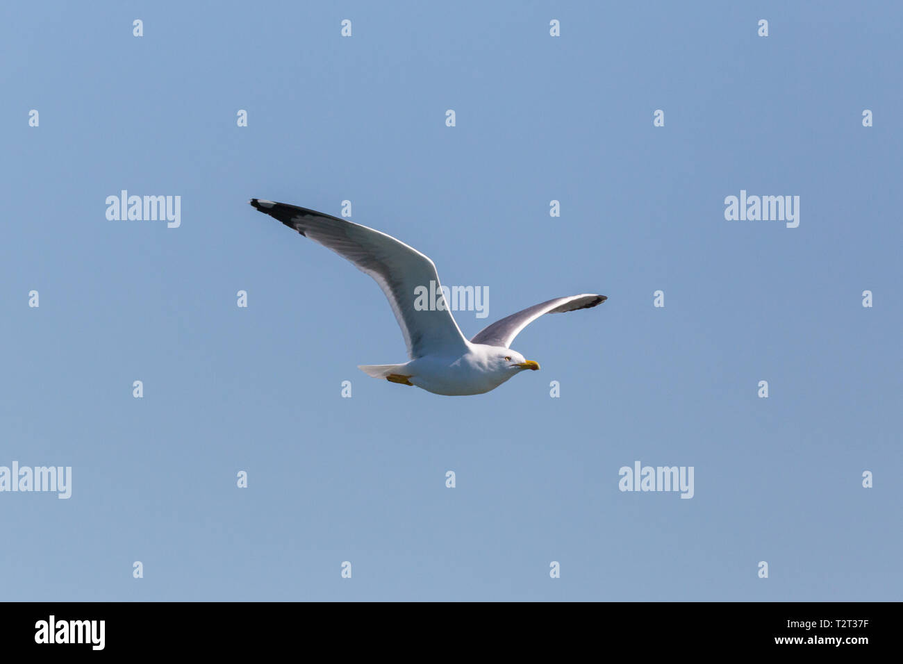 natural flying gull bird (larus michahellis), in blue sky, spread wings ...