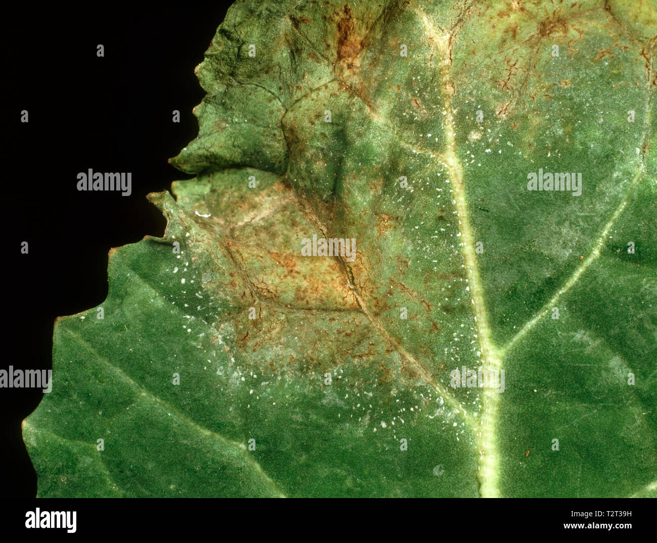 Light leaf spot (Pyrenopeziza brassicae) lesions of fungal disease on ...
