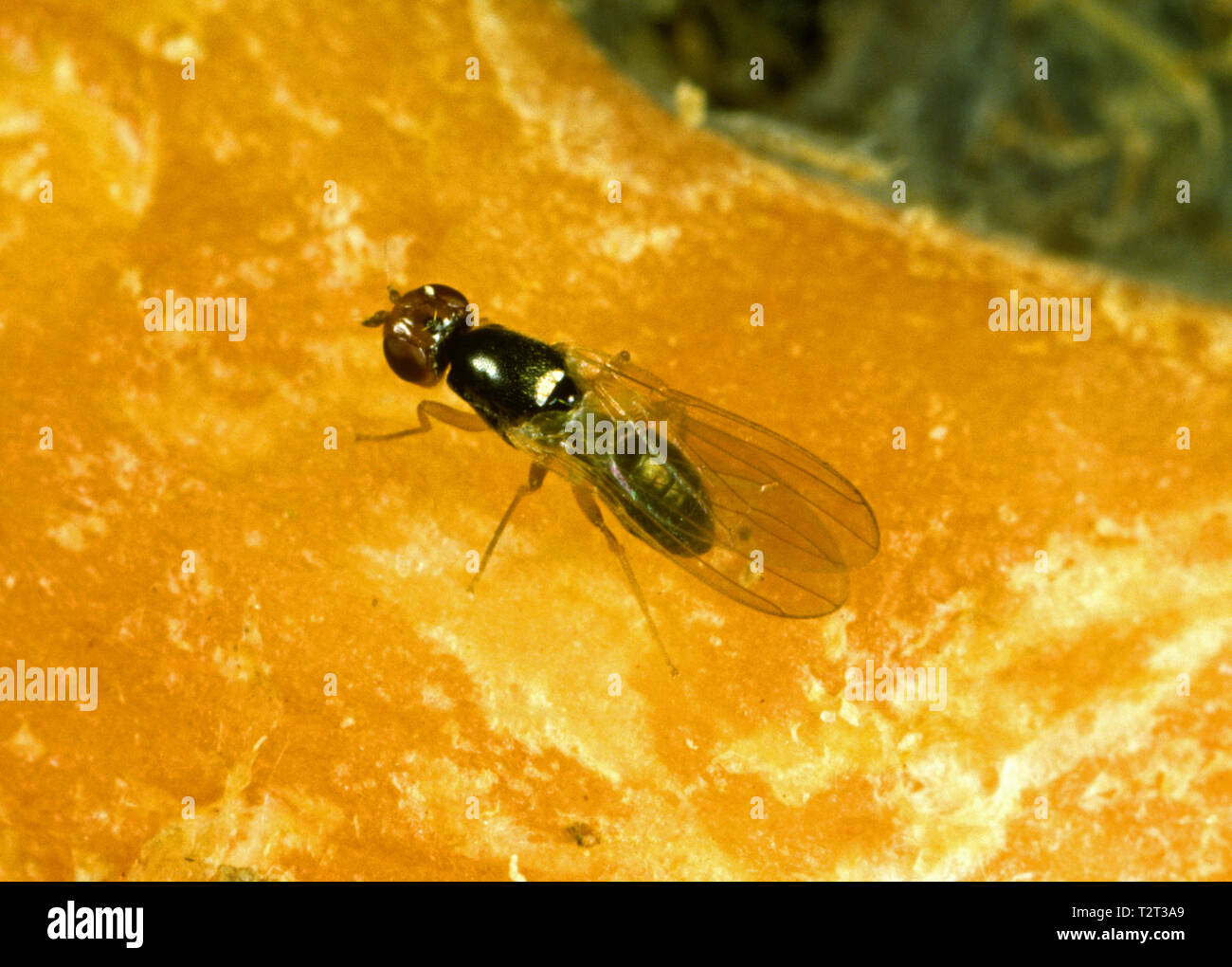 Serious garden pest hi-res stock photography and images - Alamy