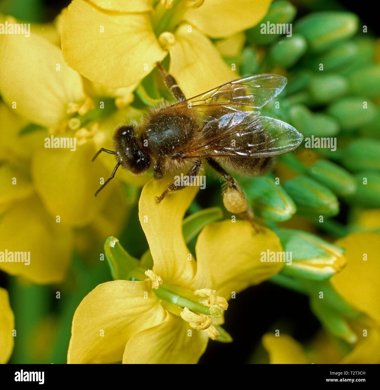 Honey bee (Apis mellifera) worker collecting pollen in pollen baskets ...