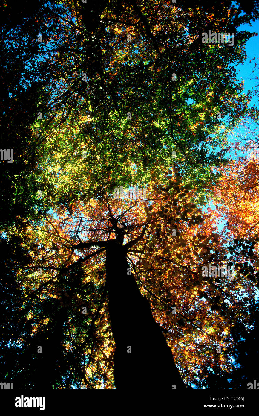 Canopy tree hi-res stock photography and images - Alamy
