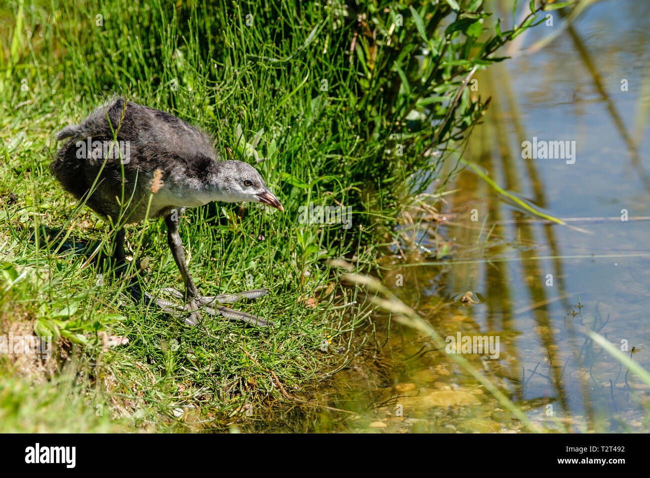 Young fluffy coot with large legs is about to enter the pond with clear ...