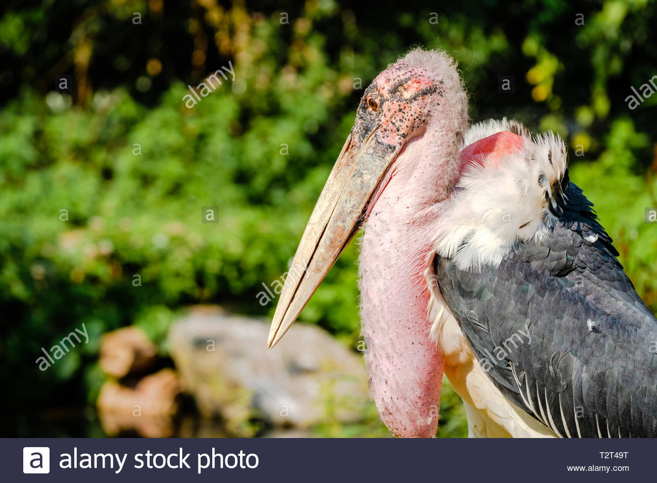 Throat Sac High Resolution Stock Photography and Images - Alamy