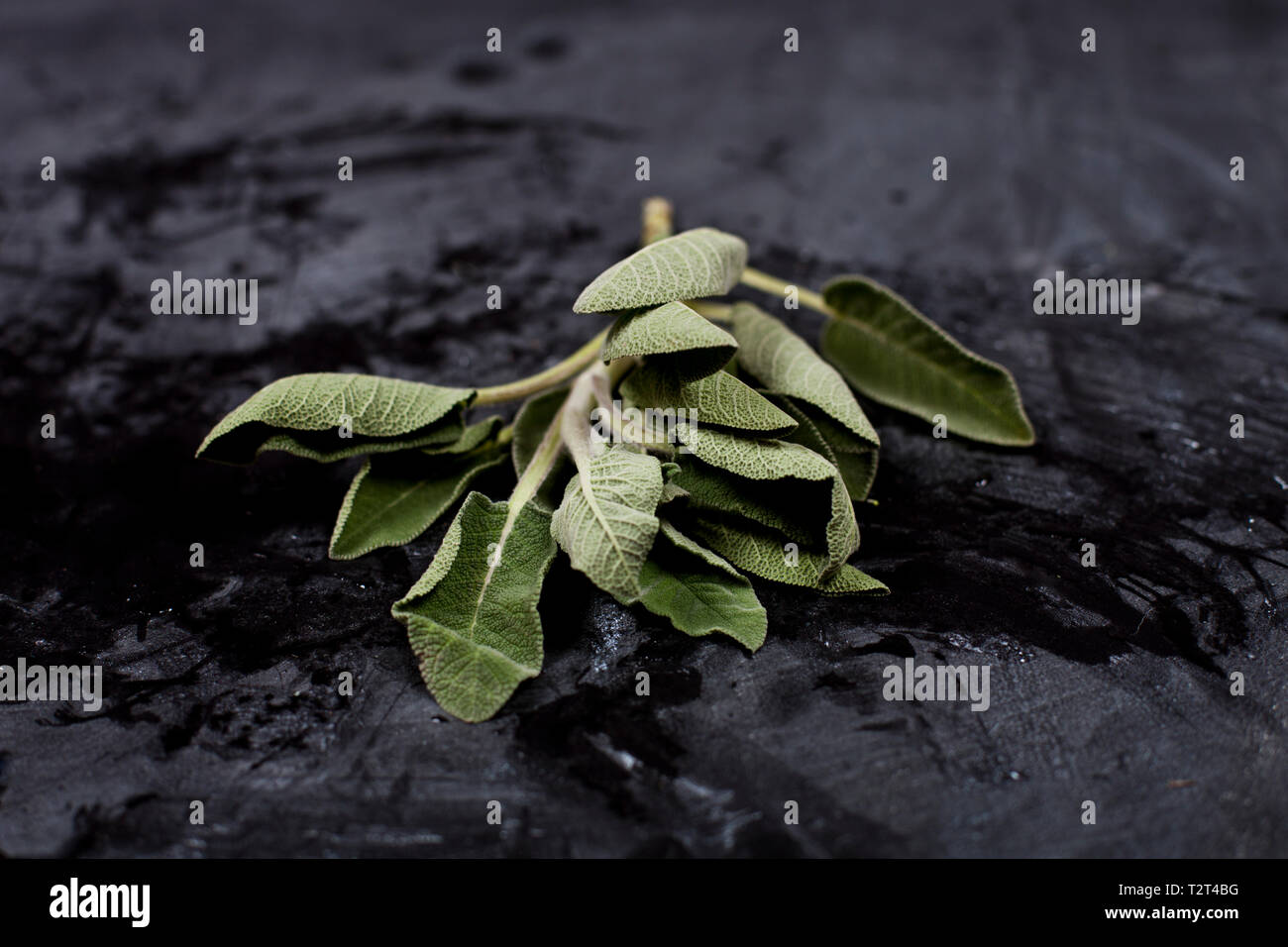 Sage branch hi-res stock photography and images - Alamy