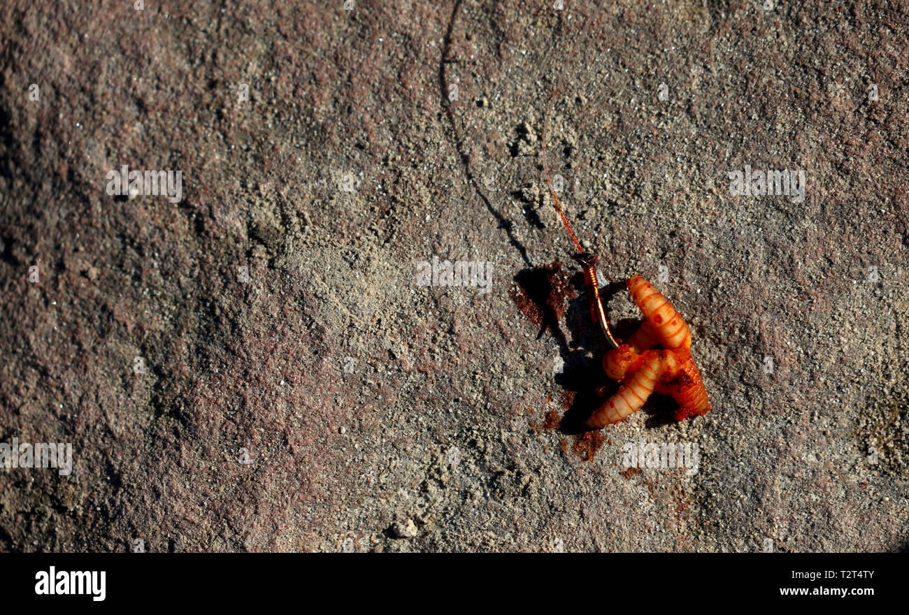 Maggots On The Hook High Resolution Stock Photography and Images - Alamy