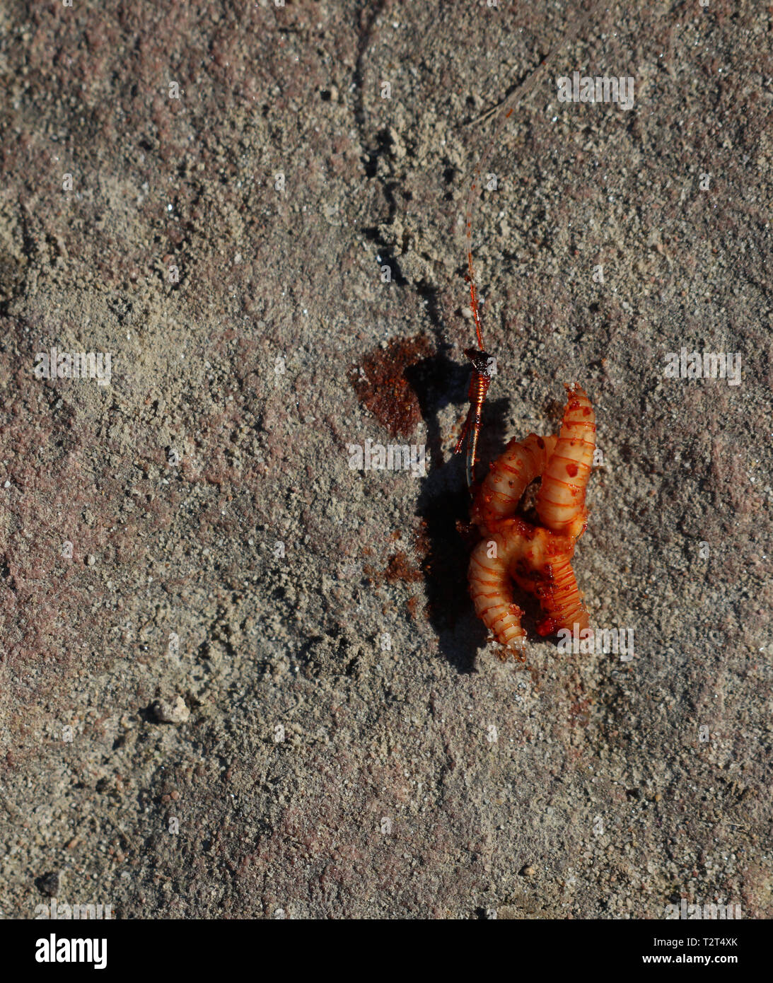 Maggots fishing bait hi-res stock photography and images - Alamy