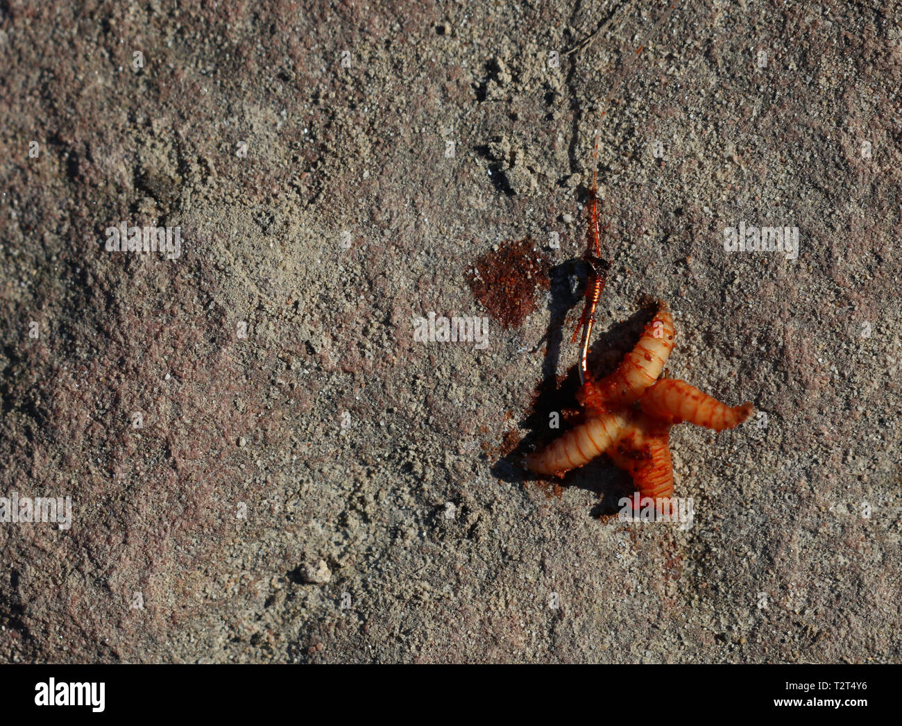 Maggots fishing on a fishing hook Stock Photo - Alamy