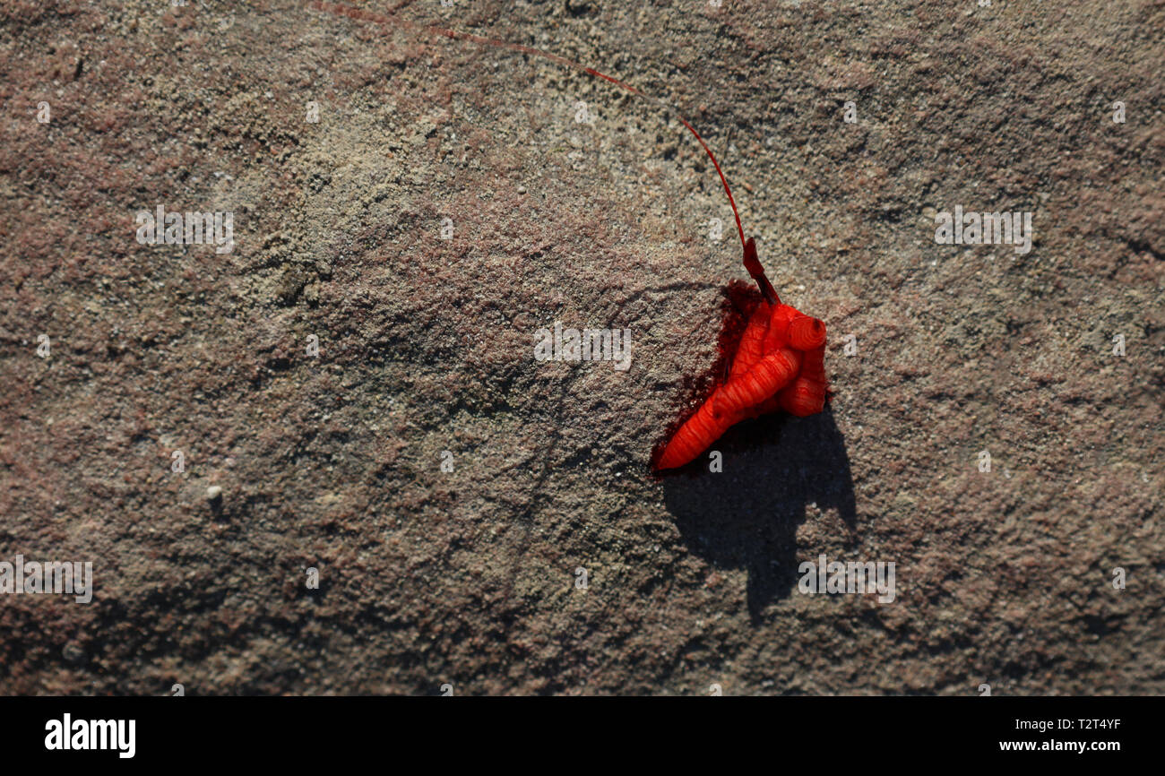Maggots on the hook hi-res stock photography and images - Alamy