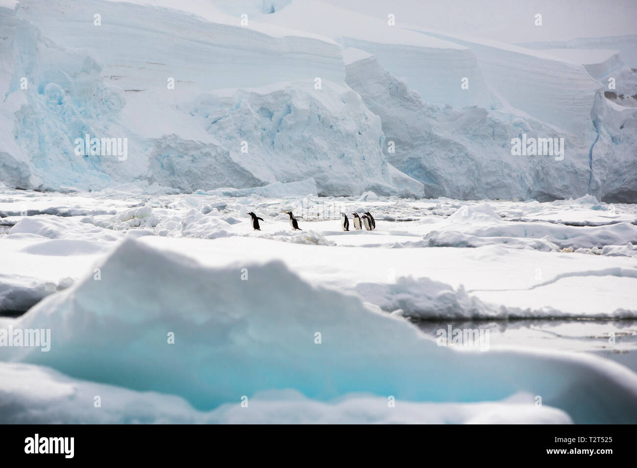 In penguin cave in penguin cave hi-res stock photography and images - Alamy