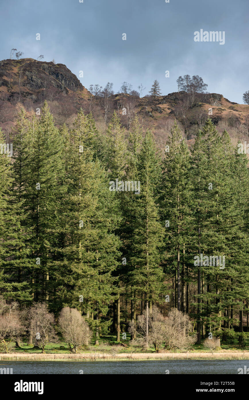 Yew tree tarn lake district hi-res stock photography and images - Alamy