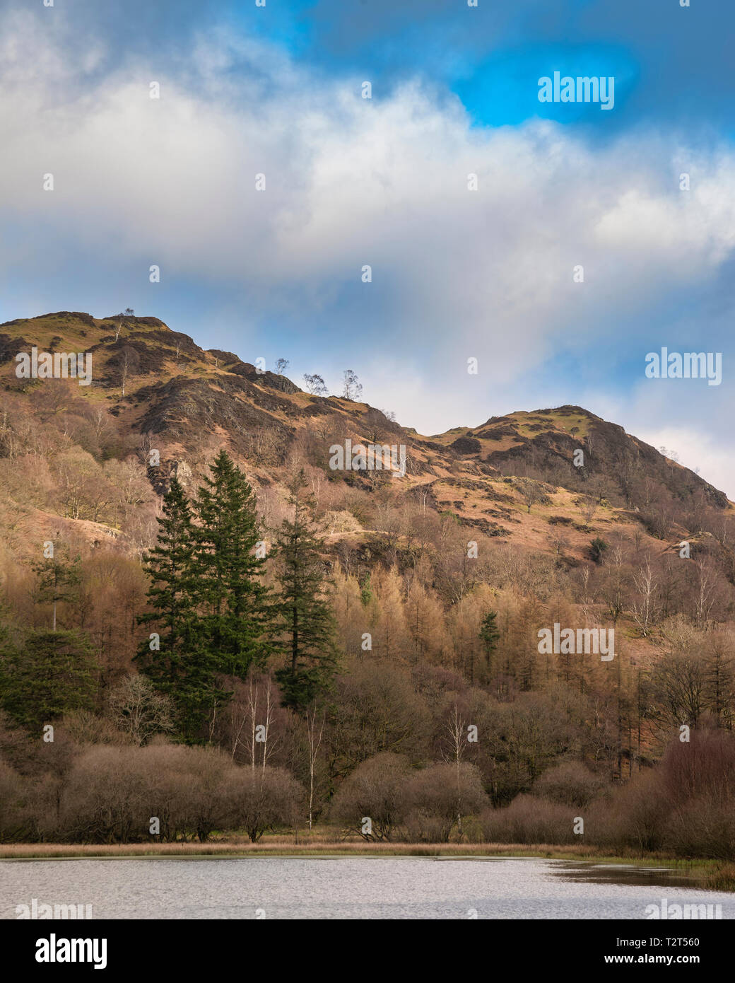 Yew Tree Tarn Lake District High Resolution Stock Photography and ...