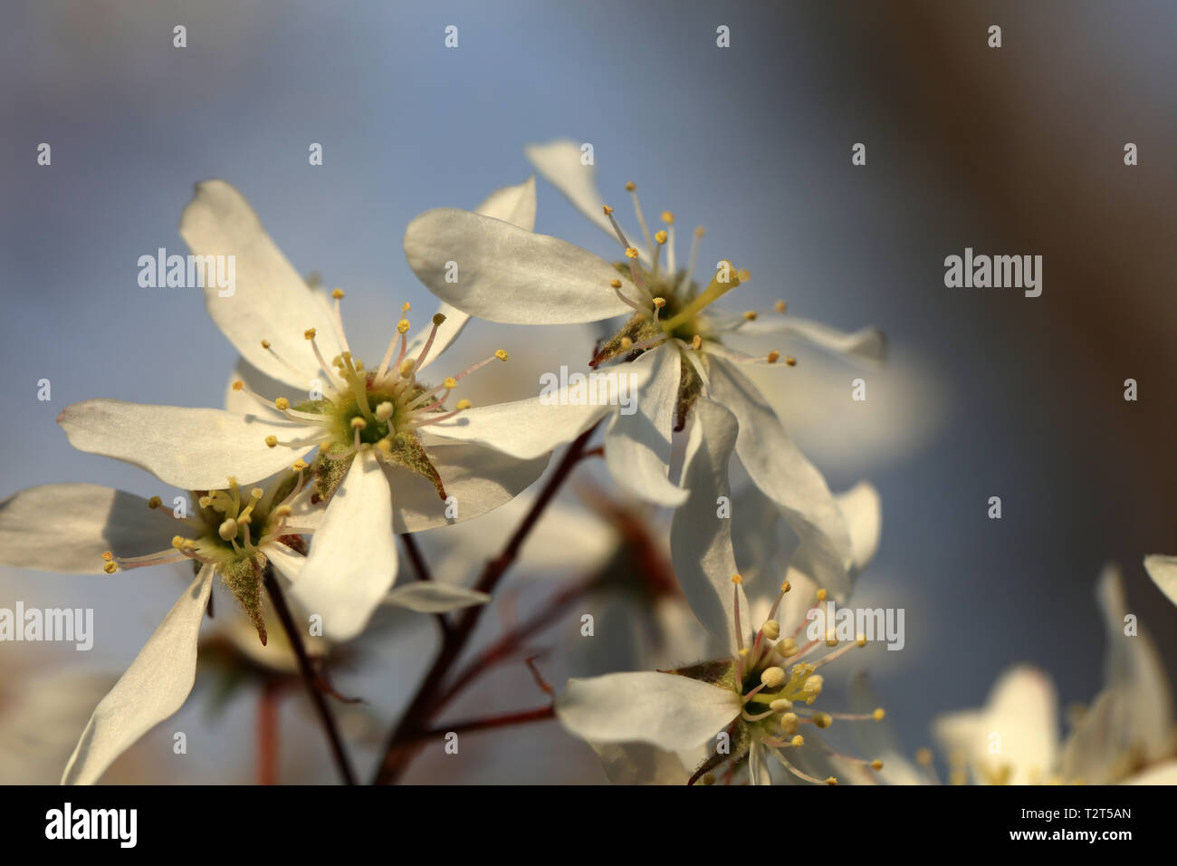 Amelanchier bloom and leaves hi-res stock photography and images - Alamy
