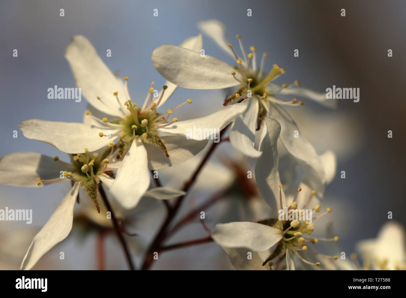 Amelanchier bloom and leaves hi-res stock photography and images - Alamy
