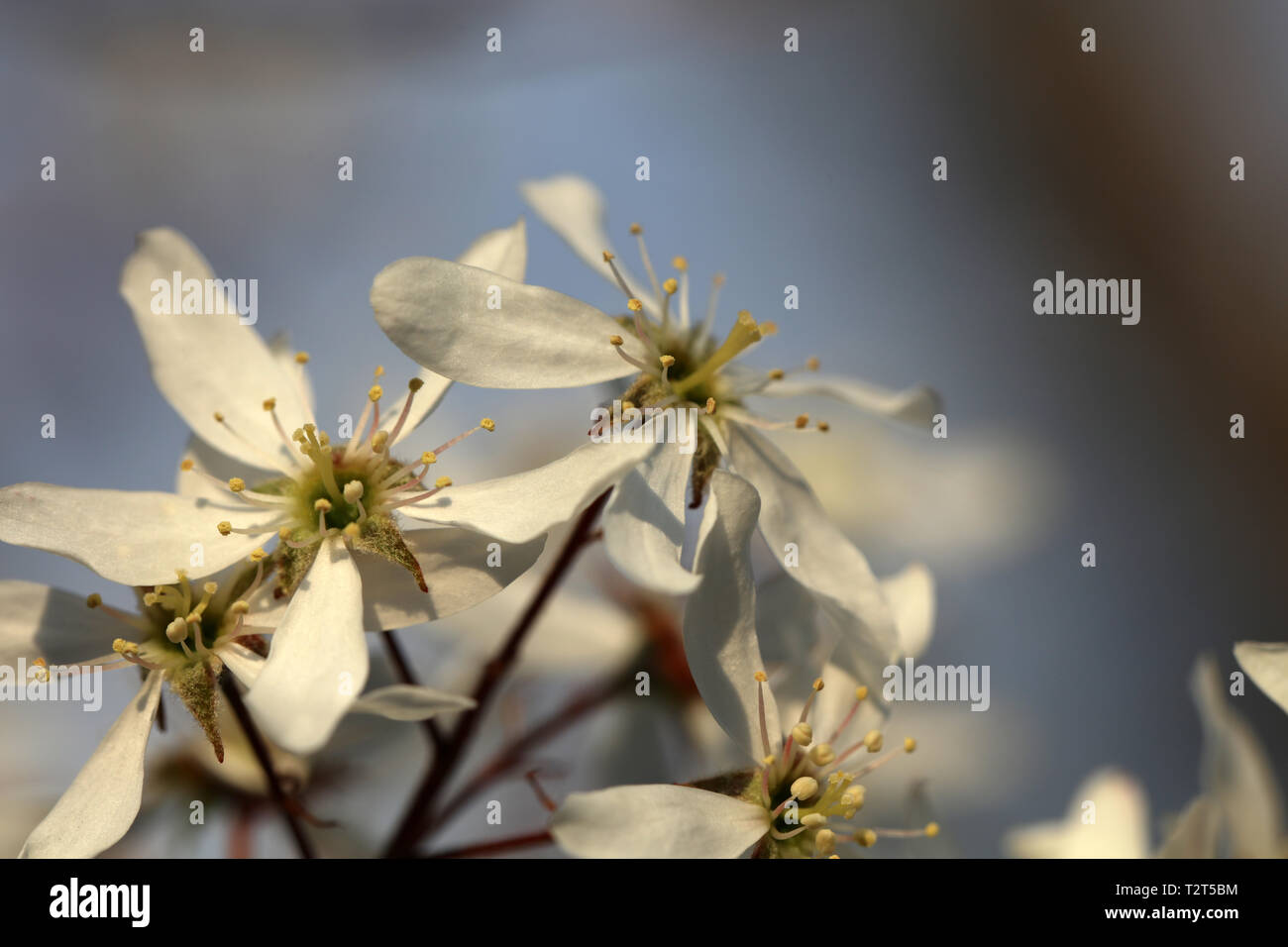 Flowering Amelanchier Rock Pear Stock Photo - Alamy