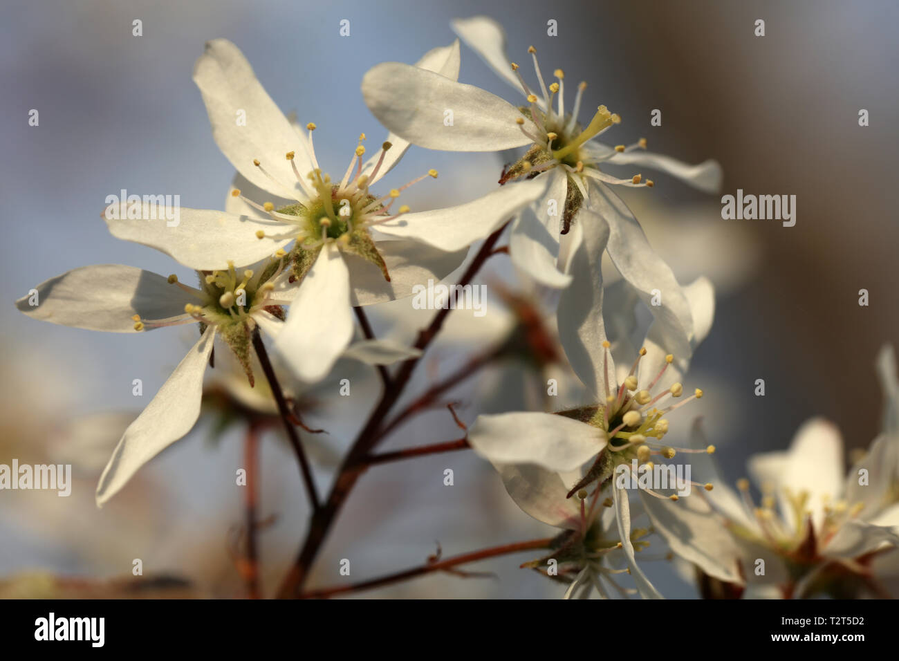 Flowering Amelanchier Rock Pear Stock Photo - Alamy