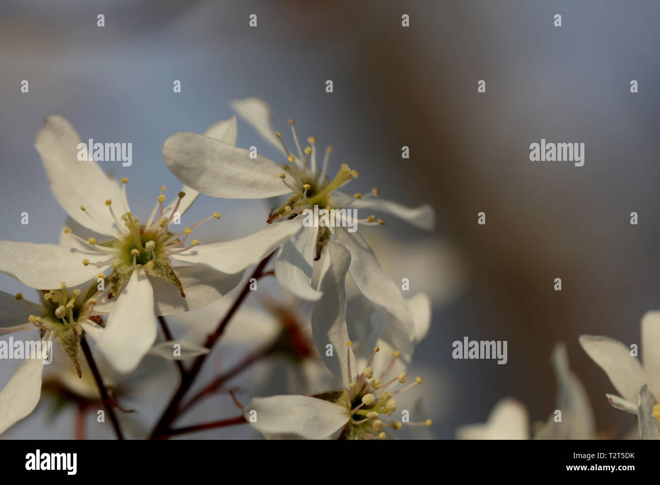 Amelanchier bloom and leaves hi-res stock photography and images - Alamy