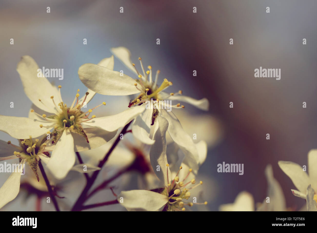Flowering Amelanchier Rock Pear Stock Photo - Alamy