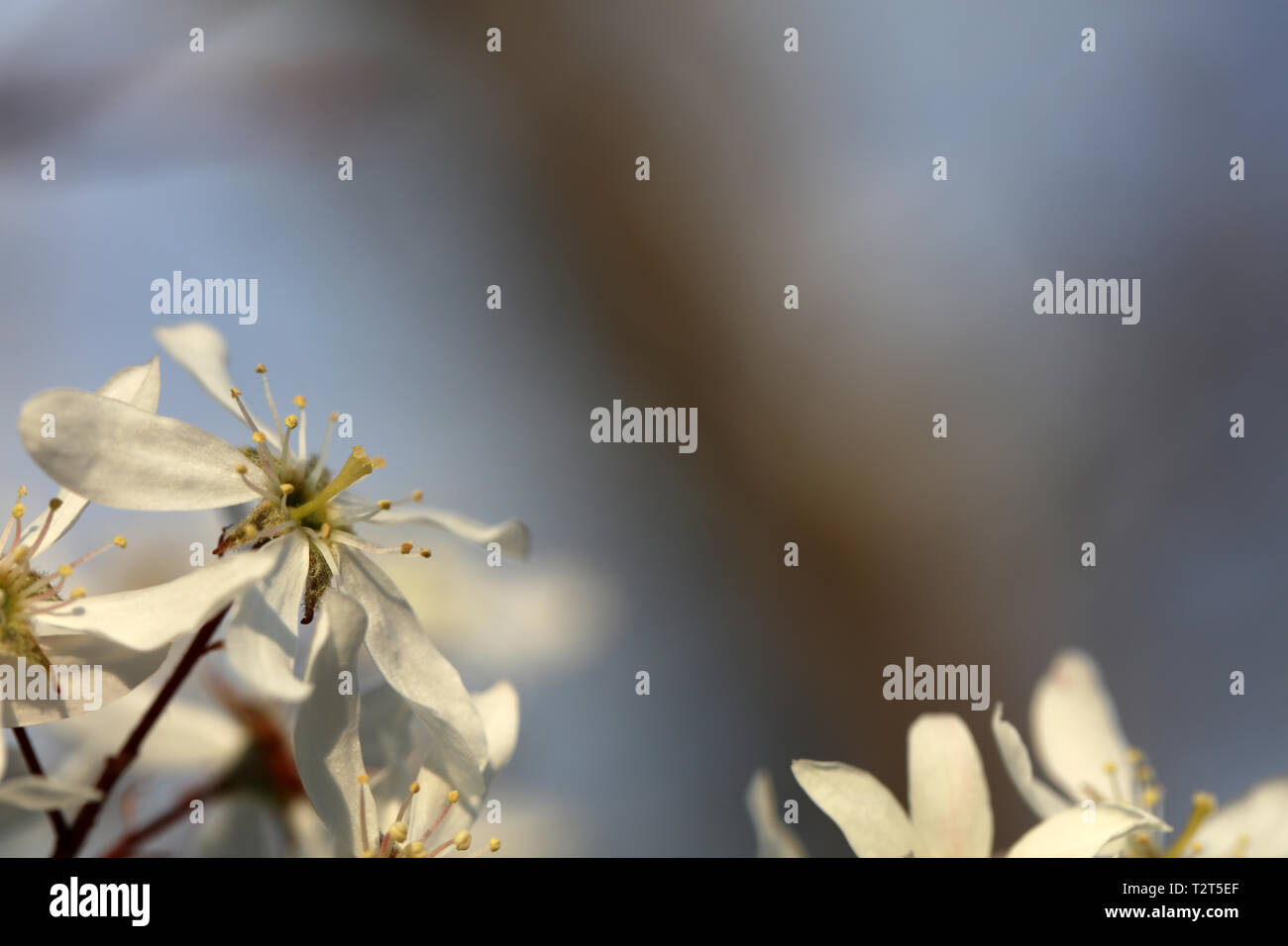 Amelanchier bloom and leaves hi-res stock photography and images - Alamy