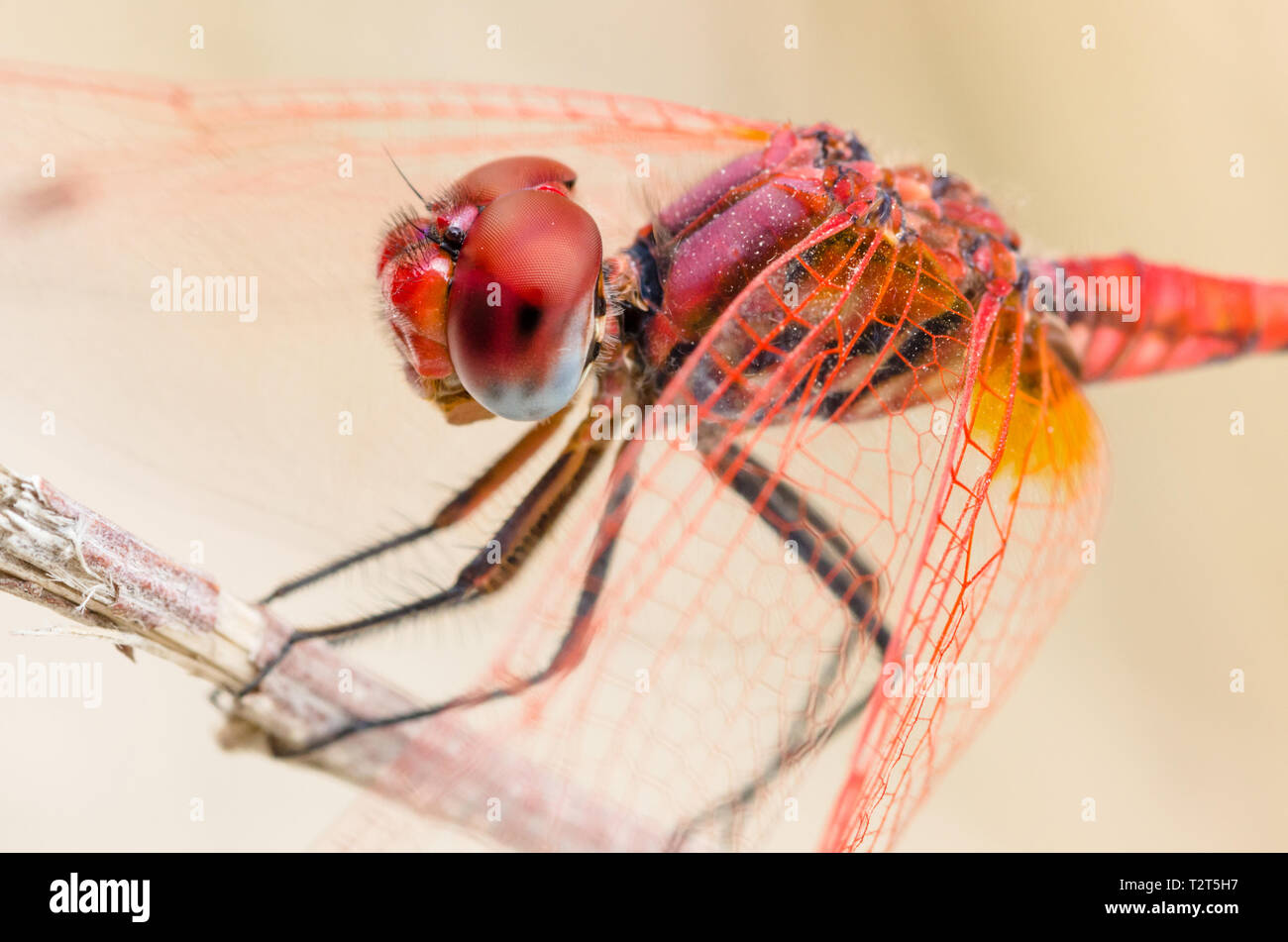 Dragonfly with red eyes hi-res stock photography and images - Alamy