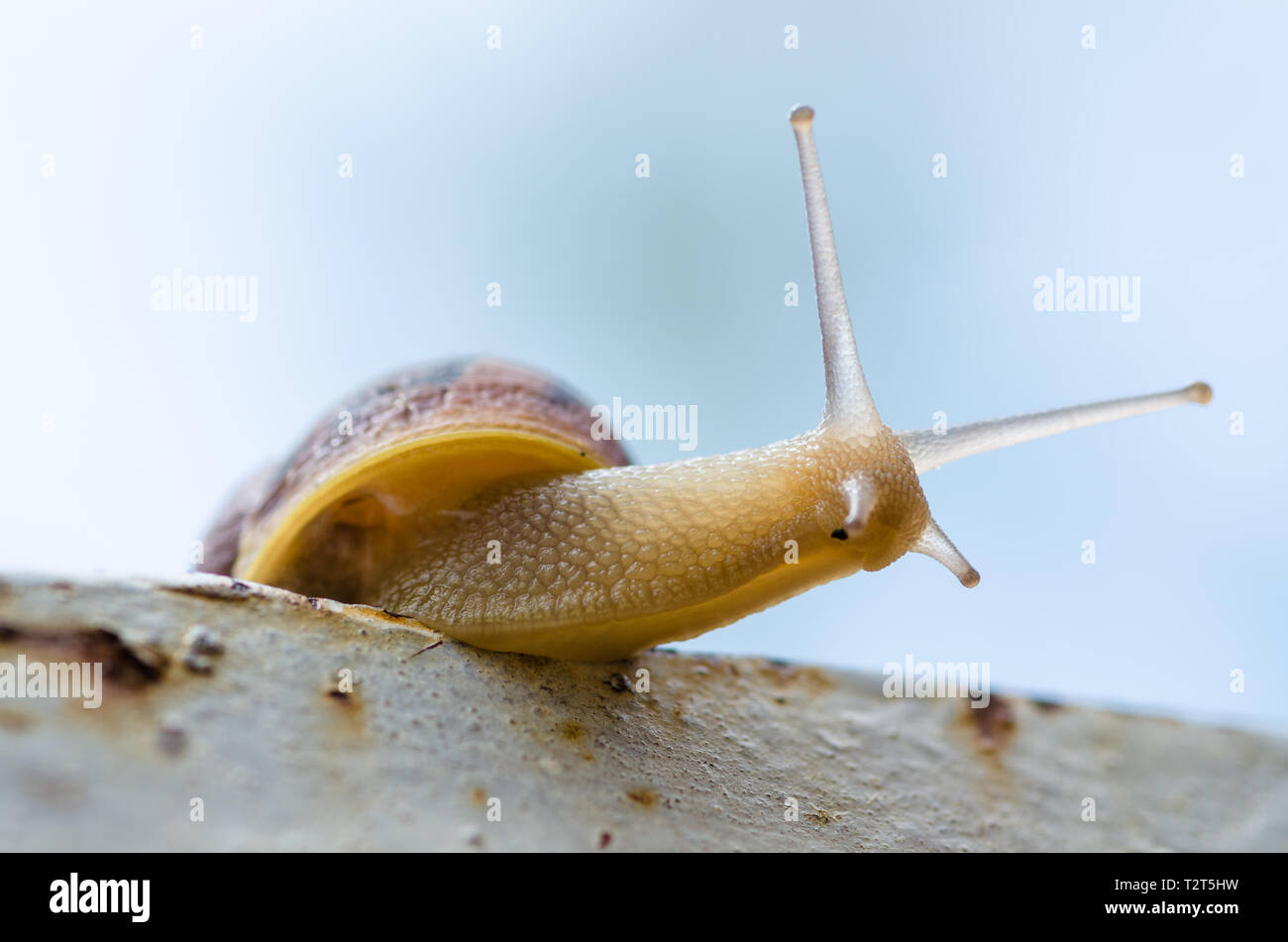Common garden snail Stock Photo - Alamy