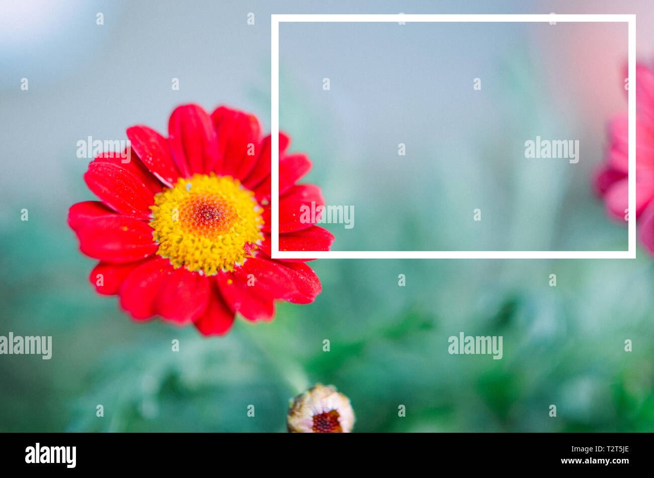 Gazania garden hi-res stock photography and images - Alamy