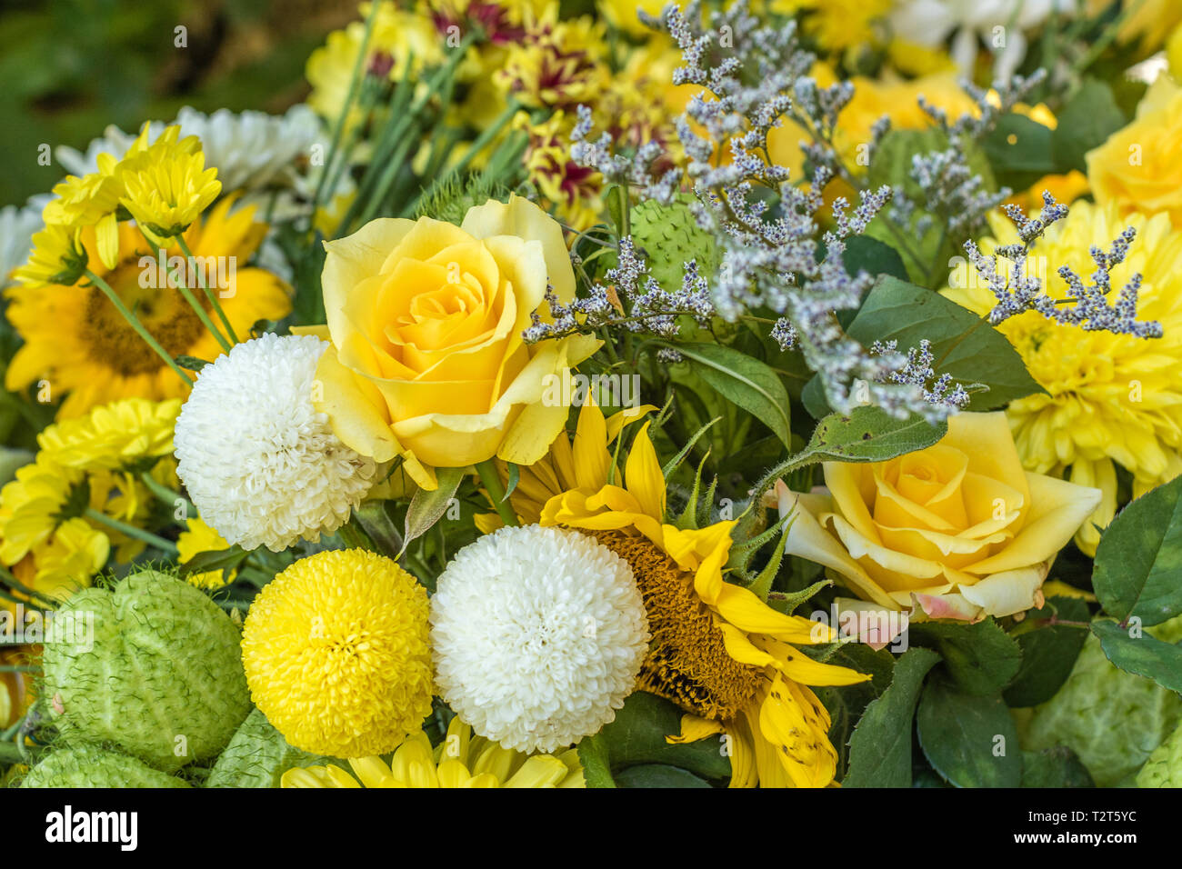 Sunflower and roses hi-res stock photography and images - Alamy