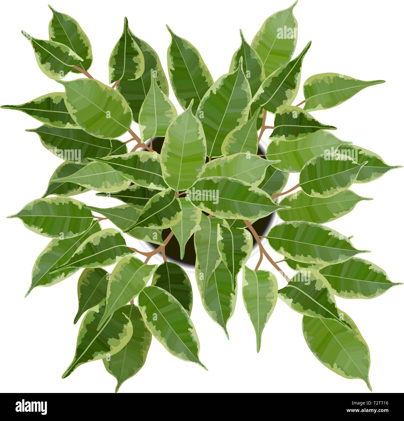 Decorative Ficus Benjamina tree top view vector illustration on white ...