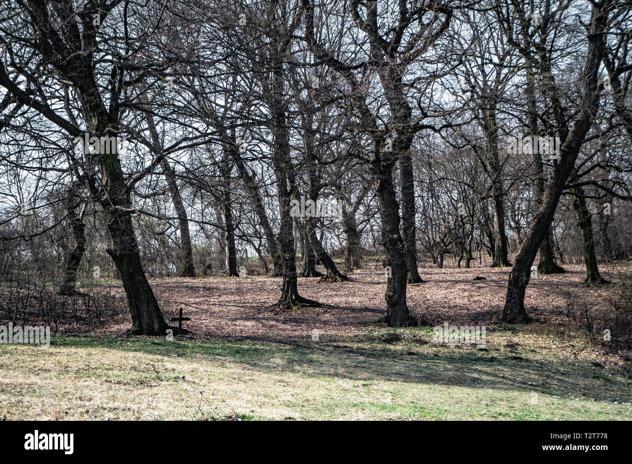 Hoia baciu forest, cluj napoca, romania hi-res stock photography and ...