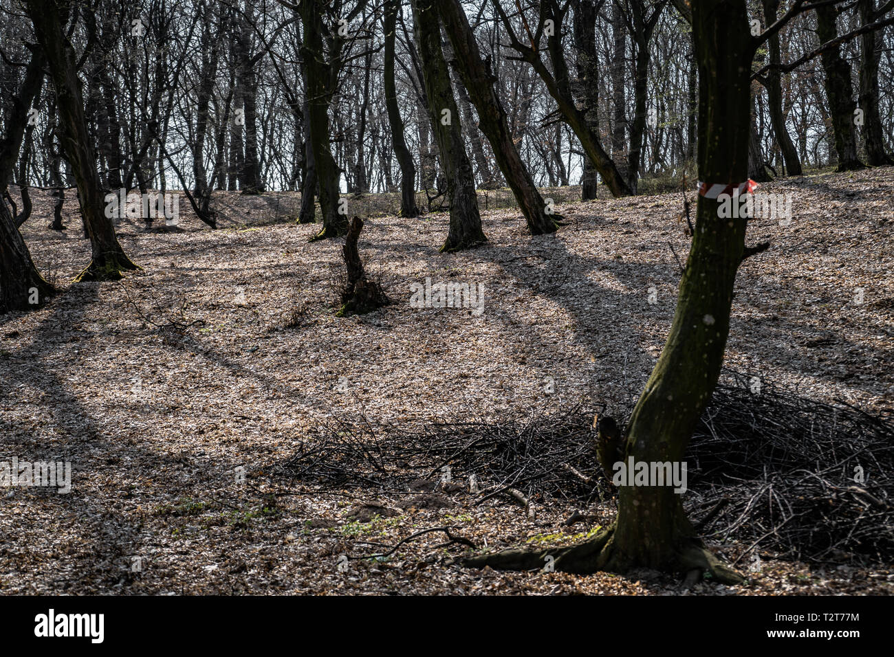 Halloween haunted forest hi-res stock photography and images - Alamy